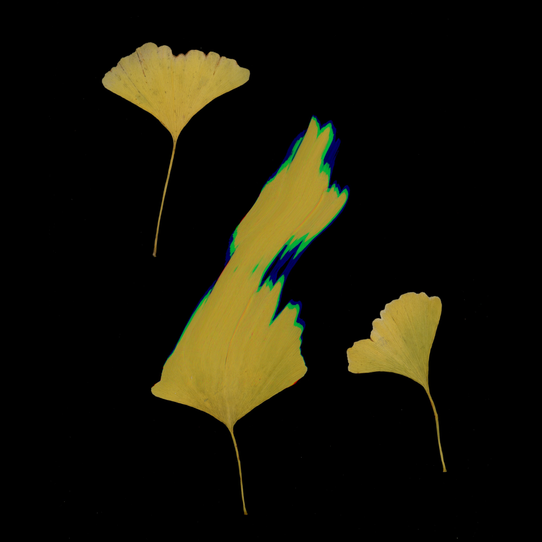 Distorted Pressed Plants – Natalie Heaman